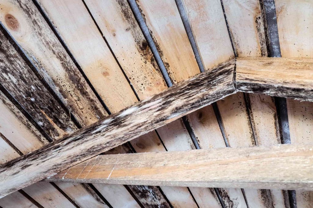 Preventing Mold During Mold Awareness Month - Jackson & Sons